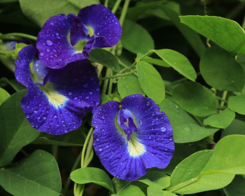 Cara Menanam Bibit Bunga Telang Di Pekarangan