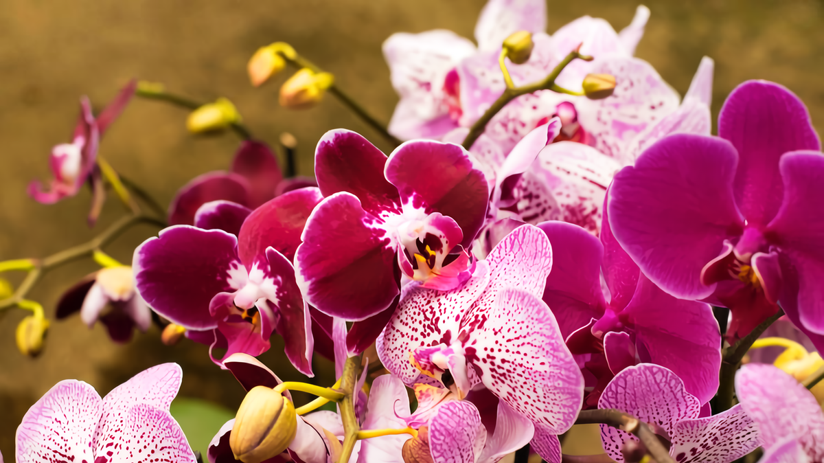4 Tips Budidaya Bunga Anggrek Sendiri di Rumah - Berkebun