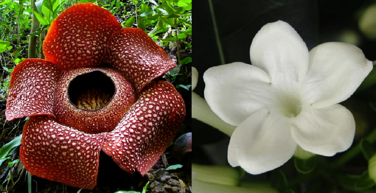 Beragam Jenis Bunga Nasional dari Berbagai Negara 2023 - Berkebun