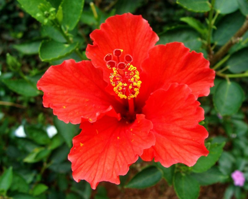 Cara Menanam Bunga Kembang Sepatu, Jenis Hingga Manfaatnya - Berkebun