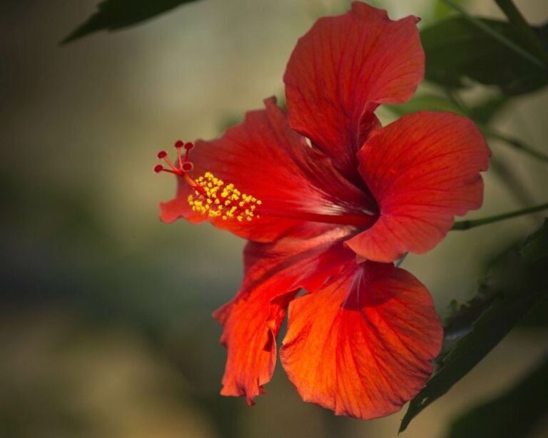 Cara Menanam Bunga Kembang Sepatu, Jenis Hingga Manfaatnya - Berkebun
