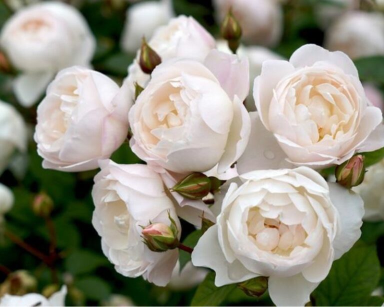 Punya Makna Sakral, Ini Sederet Fakta Unik dan Arti Bunga Mawar Putih ...