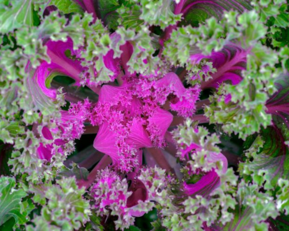 10 Jenis Sayuran Berwarna Ungu dan Manfaatnya - Berkebun