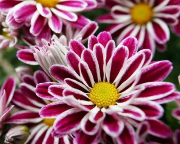 Mengintip Pesona Bunga Cantik dan Langka Di Seluruh Dunia - Berkebun