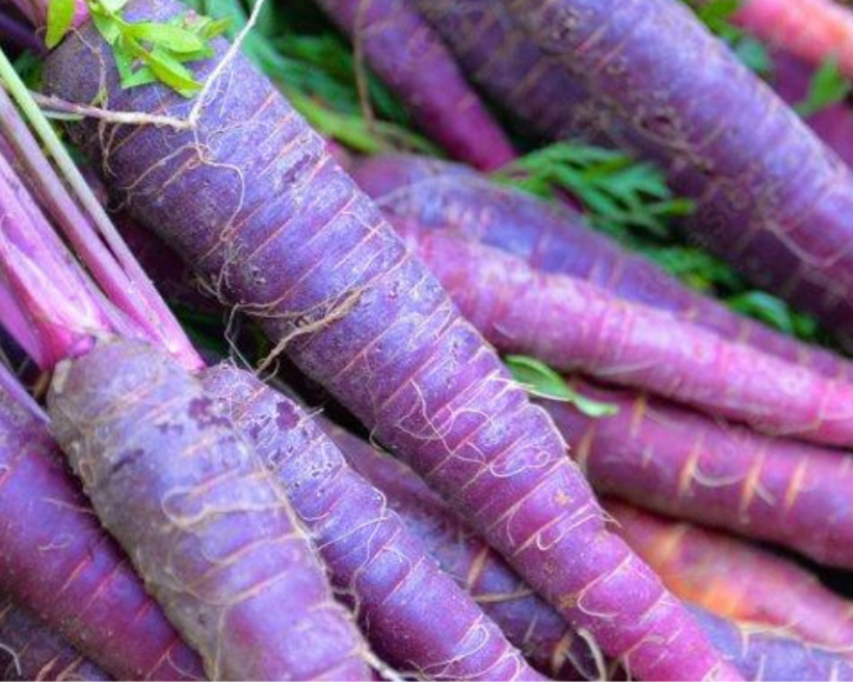 10 Jenis Sayuran Berwarna Ungu dan Manfaatnya - Berkebun