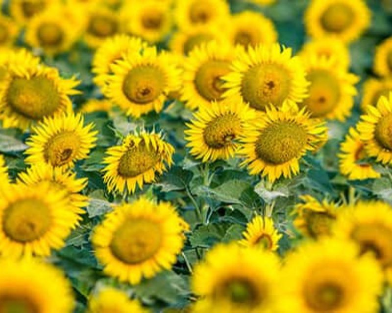 Bikin Pangling, Ini Dia 10 Bunga Tercantik Di Indonesia - Berkebun