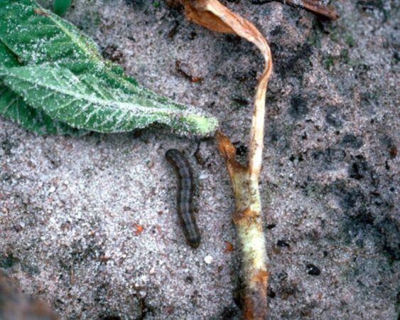 6 Jenis Hama Tanaman Sawi Serta Cara Pengendaliannya - Berkebun