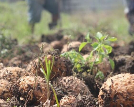 10 Manfaat Umbi Porang yang Sangat Berguna - Berkebun