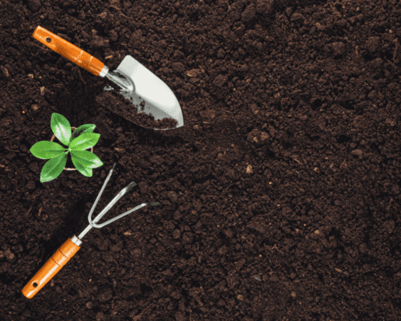 Tanah Regosol : Definisi, Jenis Hingga Manfaatnya - Berkebun