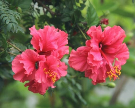 Bikin Pangling, Ini Dia 10 Bunga Tercantik Di Indonesia - Berkebun