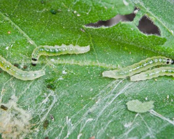 6 Jenis Hama Tanaman Sawi Serta Cara Pengendaliannya - Berkebun