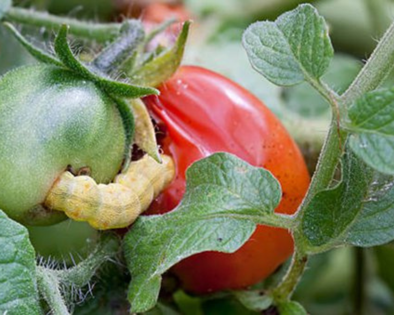 8 Jenis Hama Tanaman Tomat dan Cara Mudah Mengendalikannya - Berkebun
