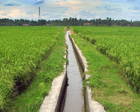 Tanah Regosol : Definisi, Jenis Hingga Manfaatnya - Berkebun