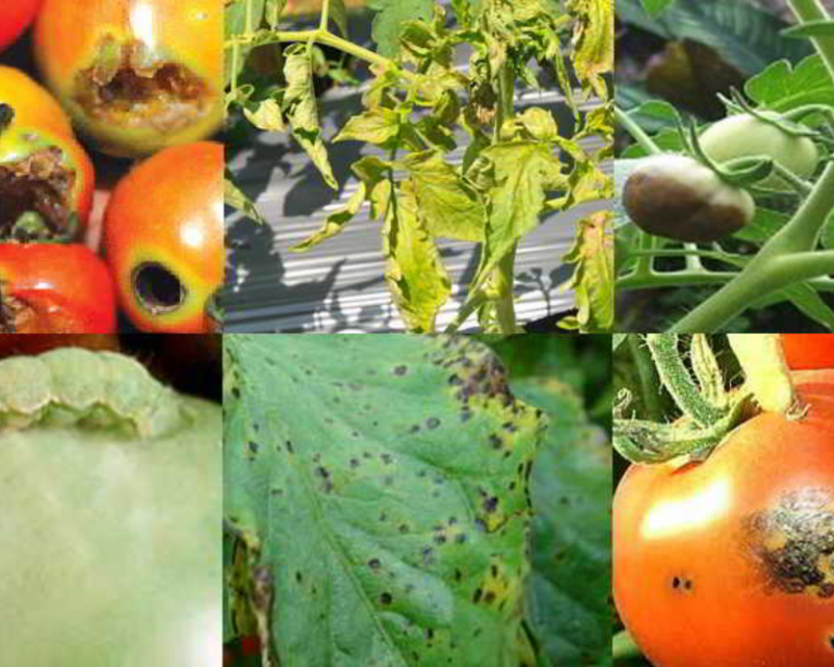 8 Jenis Hama Tanaman Tomat dan Cara Mudah Mengendalikannya - Berkebun