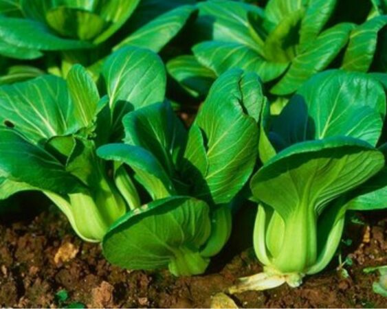 6 Jenis Hama Tanaman Sawi Serta Cara Pengendaliannya - Berkebun
