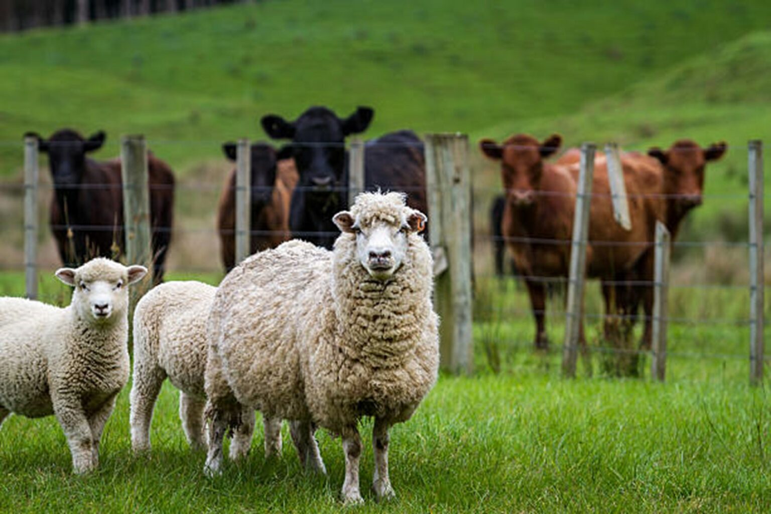 Everything To Know About Livestock Scales