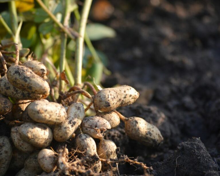 Tahapan dan Cara Menanam Kacang Tanah yang Baik dan Benar - Berkebun