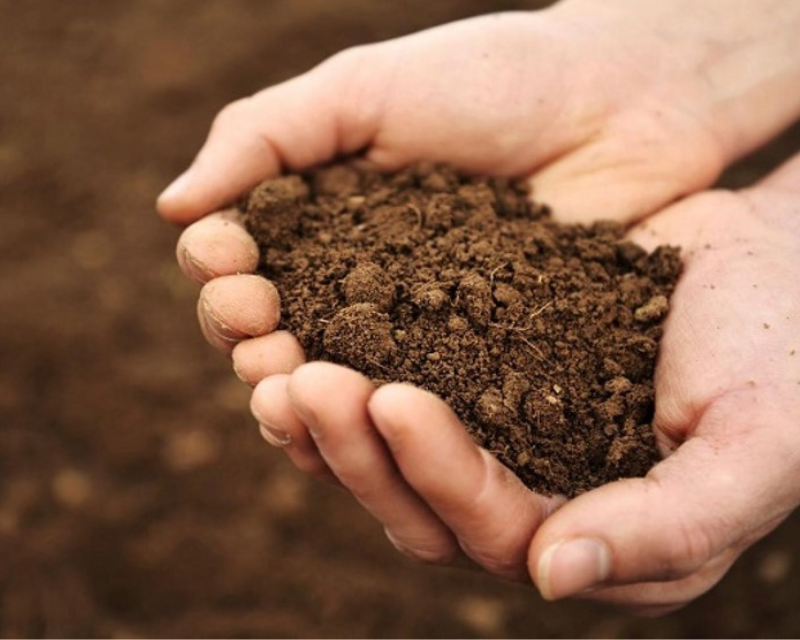 Tanah Regosol : Definisi, Jenis Hingga Manfaatnya - Berkebun