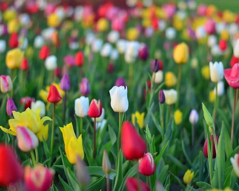 Deretan 10 Bunga Tercantik Di Dunia Paling Memanjakan Mata - Berkebun