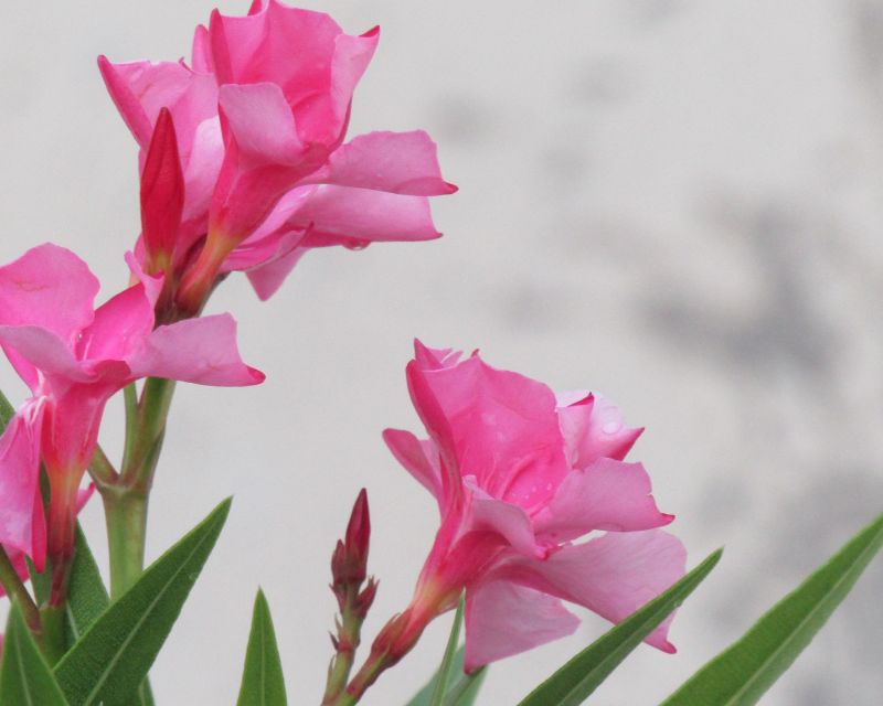 Mengenal 10 Jenis Bunga Cantik Tapi Mematikan Di Dunia - Berkebun