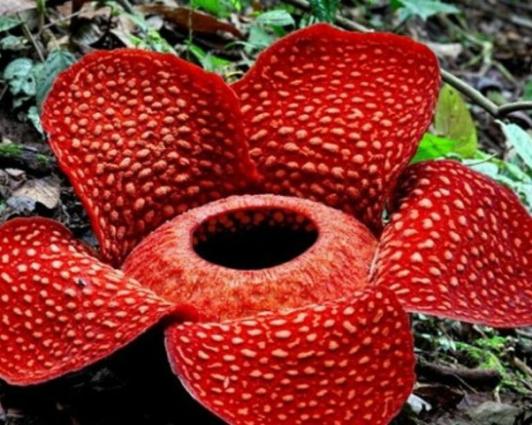 Inilah Beberapa Bunga Unik dan Cantik yang Bisa Membuatmu Terkesima ...