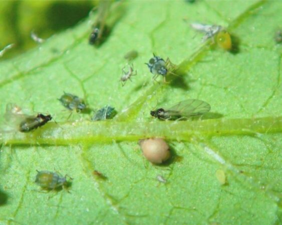 10 Jenis Hama Tanaman Cabai dan Cara Penanganannya - Berkebun