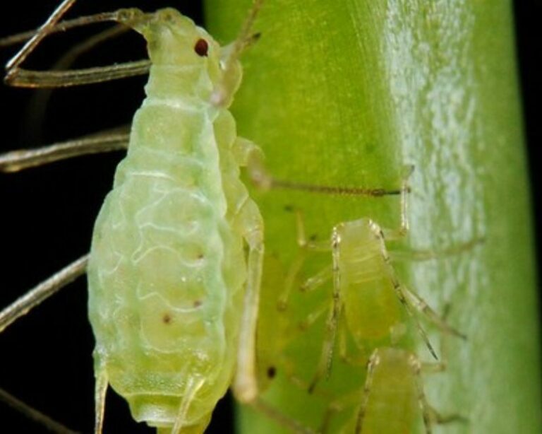 Daftar Penyakit Hama Tanaman Jeruk dan Pengendaliannya - Berkebun