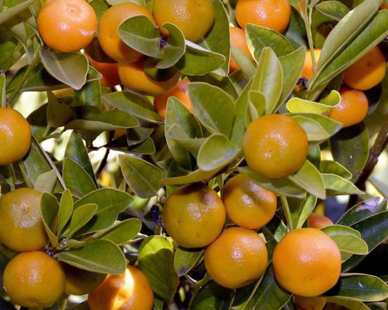 Daftar Penyakit Hama Tanaman Jeruk dan Pengendaliannya - Berkebun