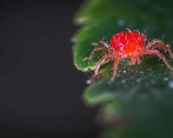 10 Jenis Hama Tanaman Cabai dan Cara Penanganannya - Berkebun