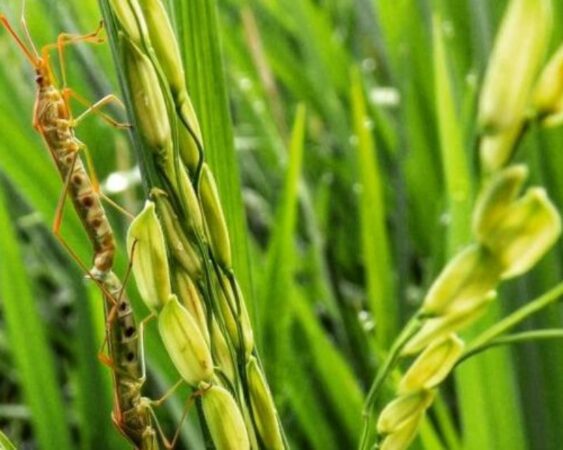 Jenis Hama Tanaman Padi dan Cara Pengendaliannya - Berkebun