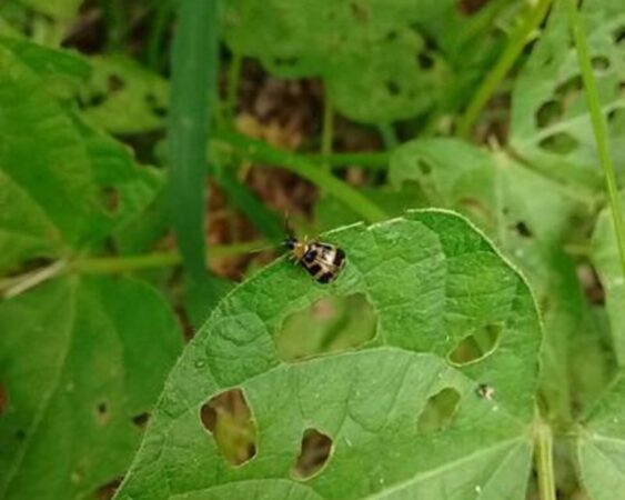 15 Jenis Hama Tanaman Kedelai yang Harus Di Basmi Para Petani - Berkebun