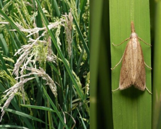 Jenis Hama Tanaman Padi dan Cara Pengendaliannya - Berkebun