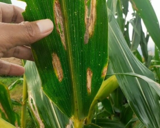 10 Penyakit Hama Tanaman Jagung yang Harus Di Waspadai - Berkebun
