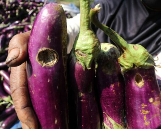 Hama Tanaman Terong Dan Rekomendasi Pestisida Terbaiknya - Berkebun