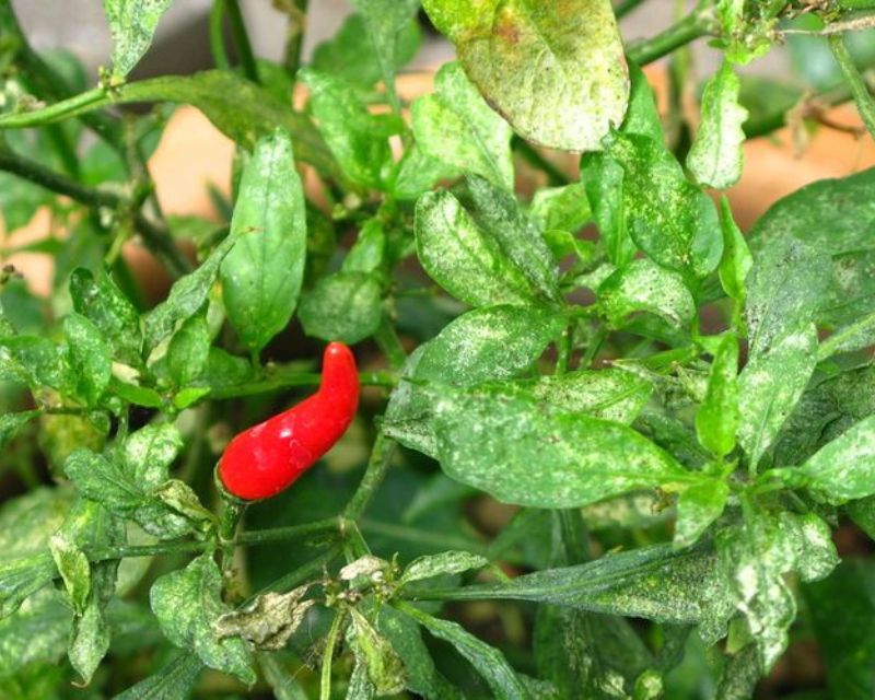 10 Jenis Hama Tanaman Cabai dan Cara Penanganannya - Berkebun