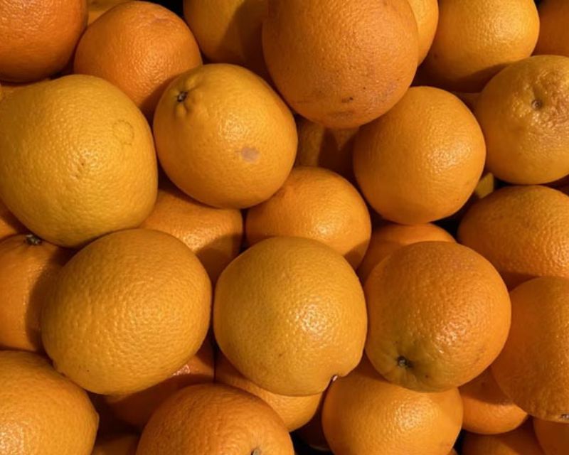 Berbagai Jenis Hama Tanaman Jeruk dan Pengendaliannya - Berkebun