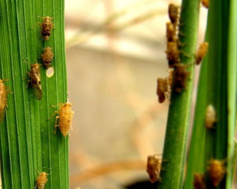 Jenis Hama Tanaman Padi dan Cara Pengendaliannya - Berkebun