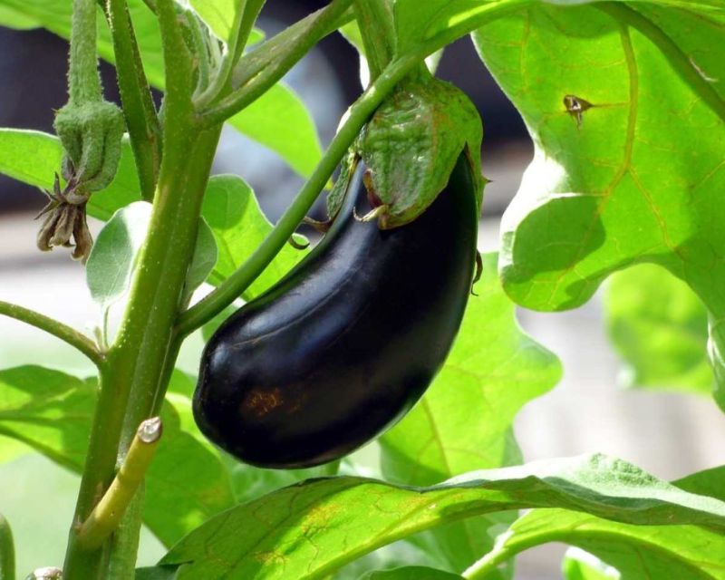 Hama Tanaman Terong Dan Rekomendasi Pestisida Terbaiknya - Berkebun