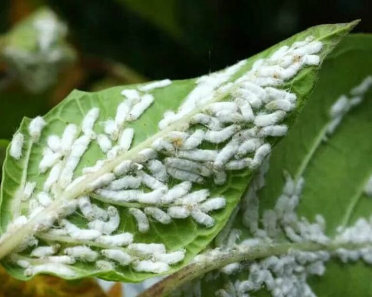 Daftar Penyakit Hama Tanaman Jeruk dan Pengendaliannya - Berkebun