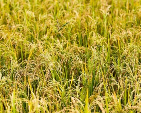 Ini Obat Penyakit Kuning Pada Tanaman Padi Serta Penyebabnya - Berkebun