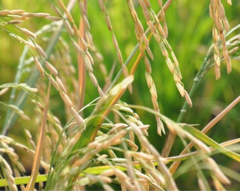 Ini Obat Penyakit Kuning Pada Tanaman Padi Serta Penyebabnya - Berkebun