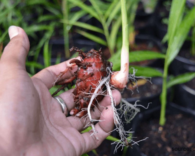 Cara Menanam Jahe Dalam Karung yang Benar dan Tepat - Berkebun