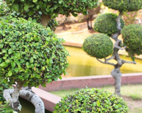 Inilah Jenis Bonsai Serut serta Ciri-Cirinya - Berkebun