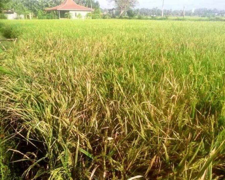 Ini Obat Penyakit Kuning Pada Tanaman Padi Serta Penyebabnya - Berkebun
