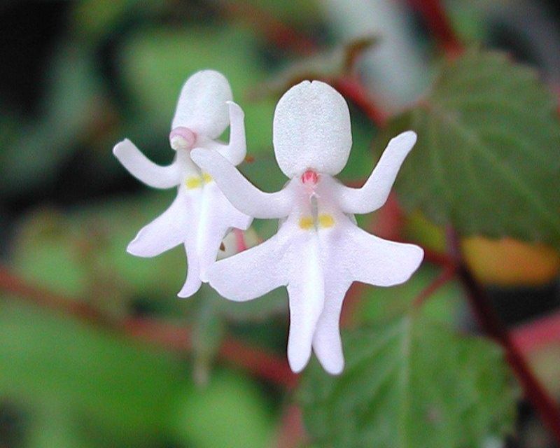 Inilah Beberapa Jenis Bunga Teraneh di Dunia - Berkebun