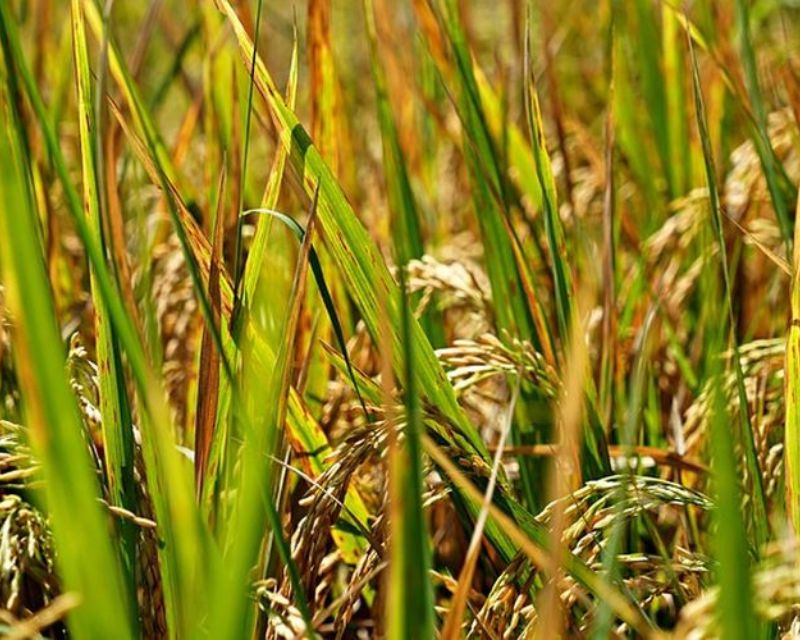 Ini Obat Penyakit Kuning Pada Tanaman Padi Serta Penyebabnya - Berkebun