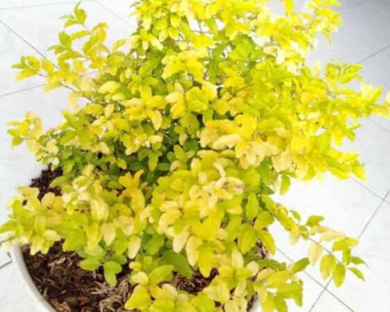 Rekomendasi Tanaman Hias Daun Kuning dan Cara Merawatnya - Berkebun